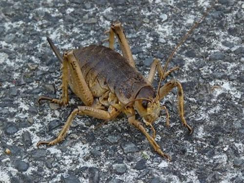 Animals | Matiu Somes Island Charitable Trust MSICT