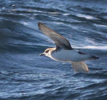 About MSICT | Matiu Somes Island Charitable Trust MSICT