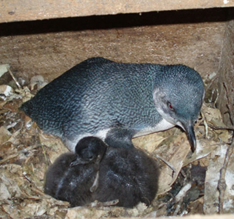 About MSICT | Matiu Somes Island Charitable Trust MSICT